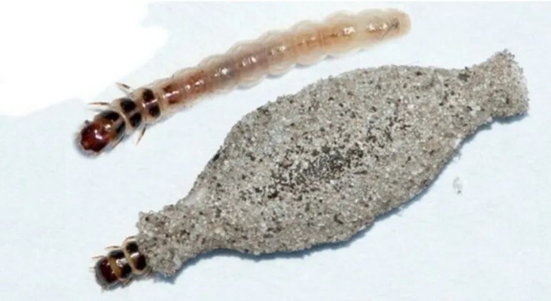 香港市民发帖求救：发现“诡异怪虫”！不少人家里都有，注意防护 | 星岛环球网