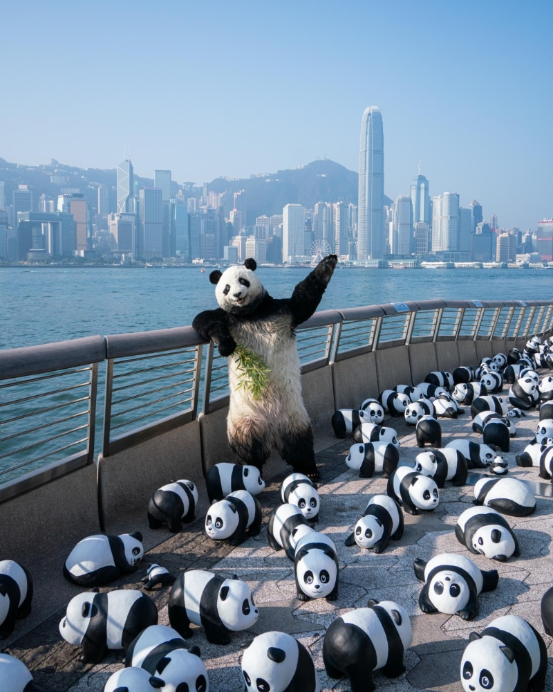 PANDA GO香港游｜全港最大型熊猫展12月开幕！2,500大熊猫雕塑登陆4大地标，首站进驻星光大道 | 星岛环球网